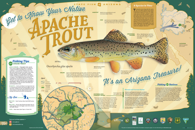 Apache Trout – Western Native Trout Initiative