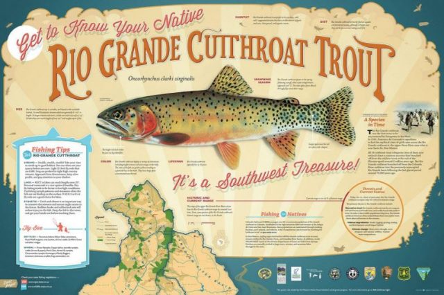 Rio Grande Cutthroat Trout – Western Native Trout Initiative