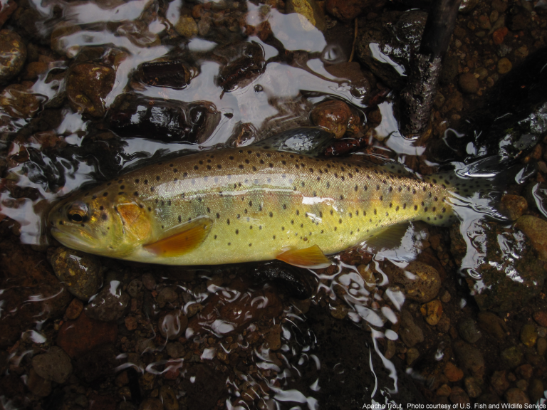 apache-trout-photo-credit-to-usfws-az-fwco – Western Native Trout ...
