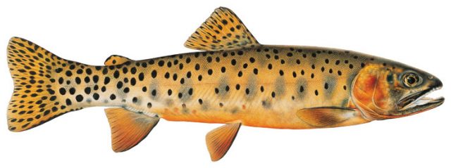 colorado-river-cutthroat – Western Native Trout Initiative