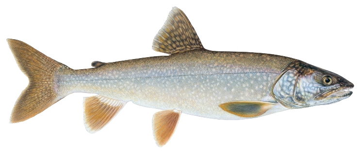 lake_superior_trout_lg – Western Native Trout Initiative