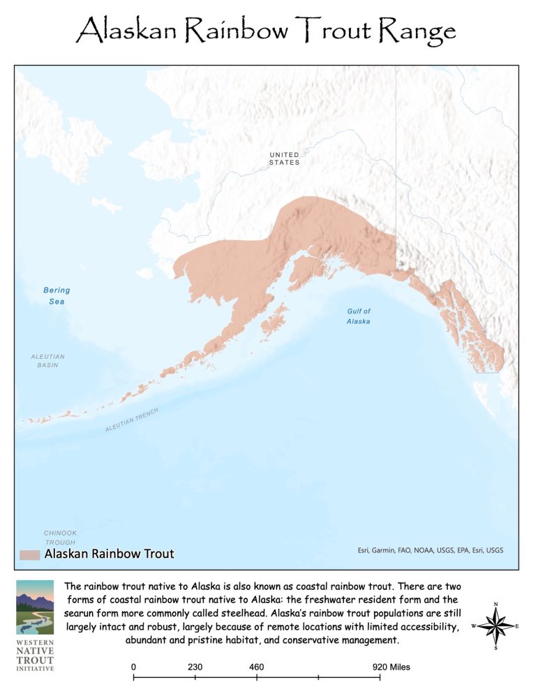 Alaskan Rainbow Trout – Western Native Trout Initiative