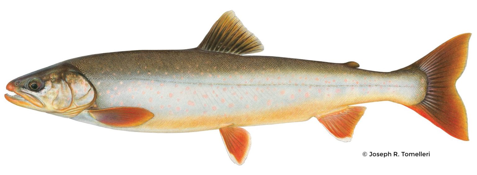 Arctic Char – Western Native Trout Initiative