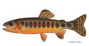 California Golden Trout – Western Native Trout Initiative