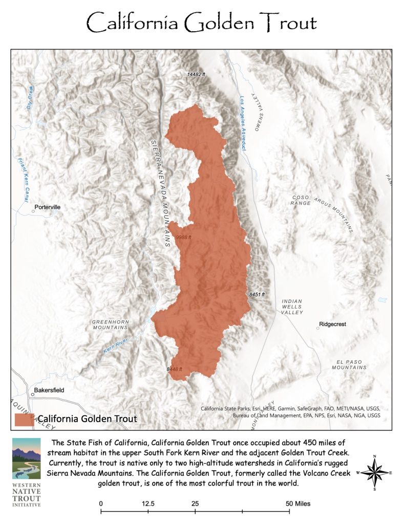 California Golden Trout – Western Native Trout Initiative
