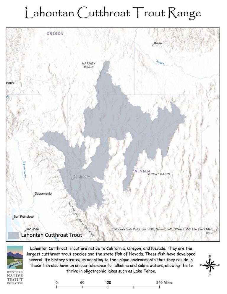 Lahontan Cutthroat Trout – Western Native Trout Initiative