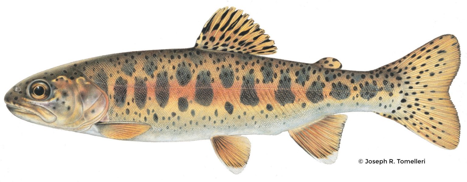 Redband Trout – Western Native Trout Initiative
