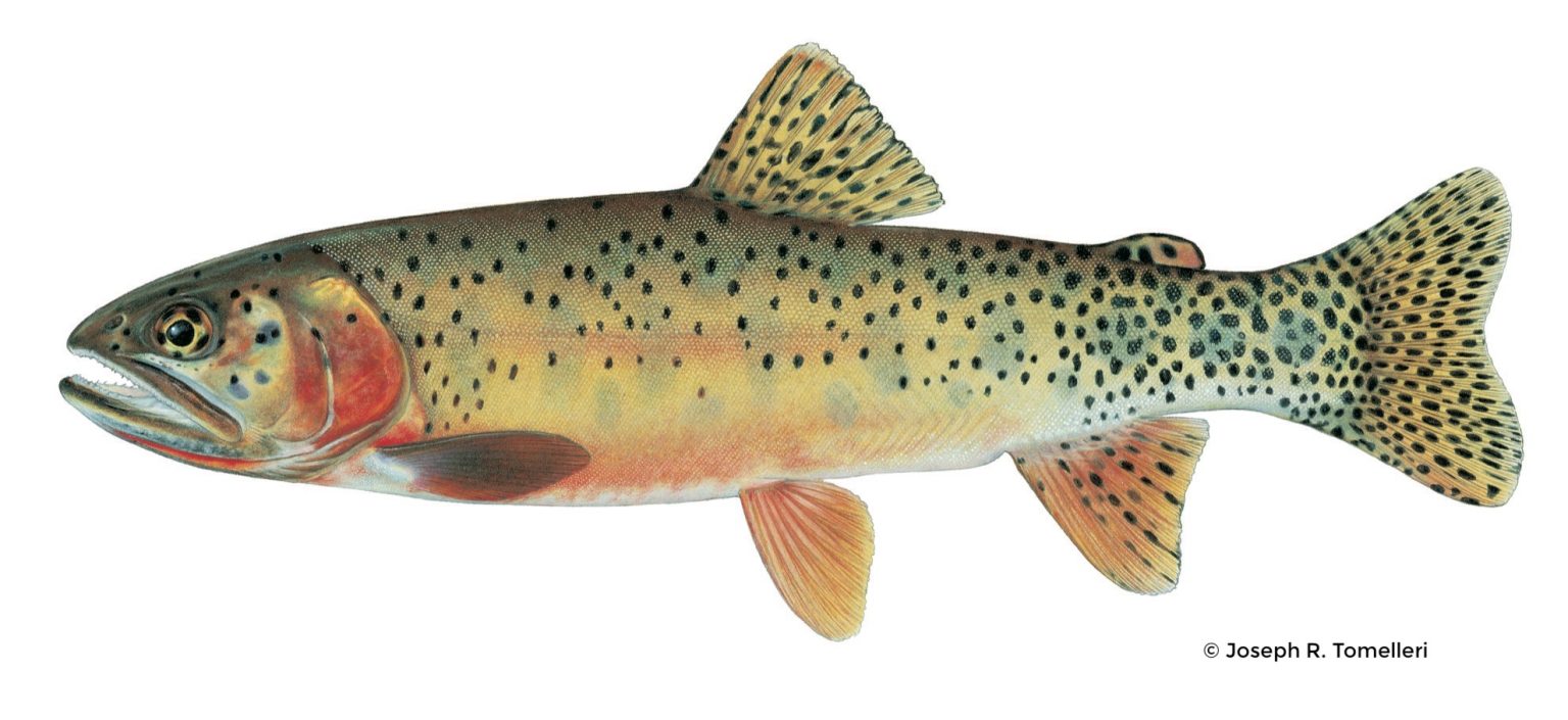 Rio Grande Cutthroat Trout – Western Native Trout Initiative