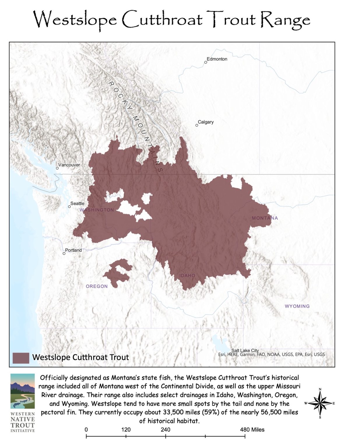 Westslope Cutthroat Trout – Western Native Trout Initiative